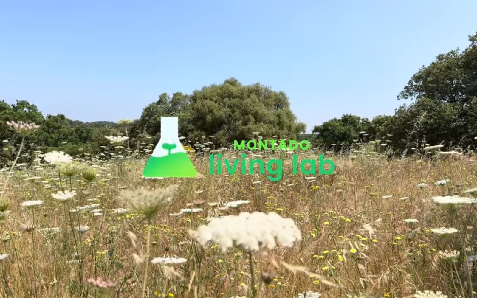 Montado Living Lab - One voice for the regeneration of the montado ...